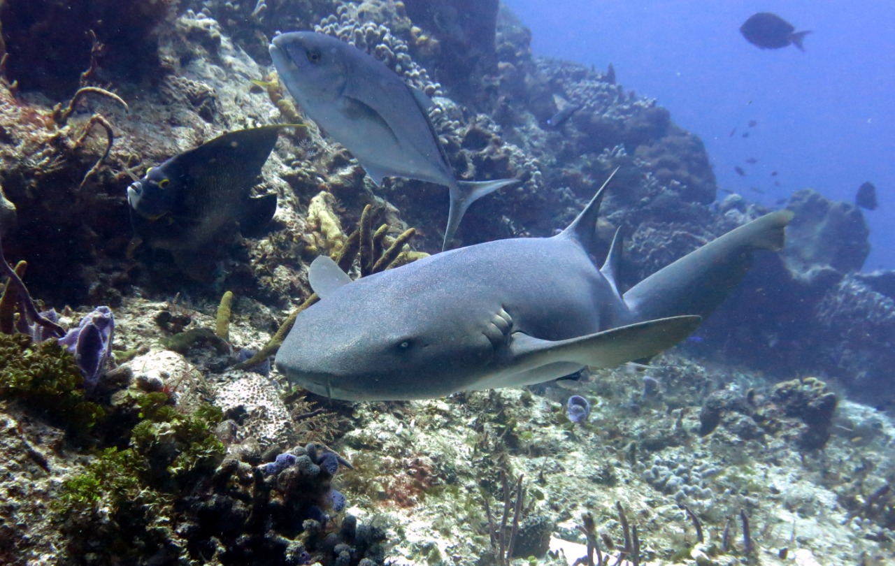 Diving El Paso del Cedral Reef in Cozumel - BlueProject