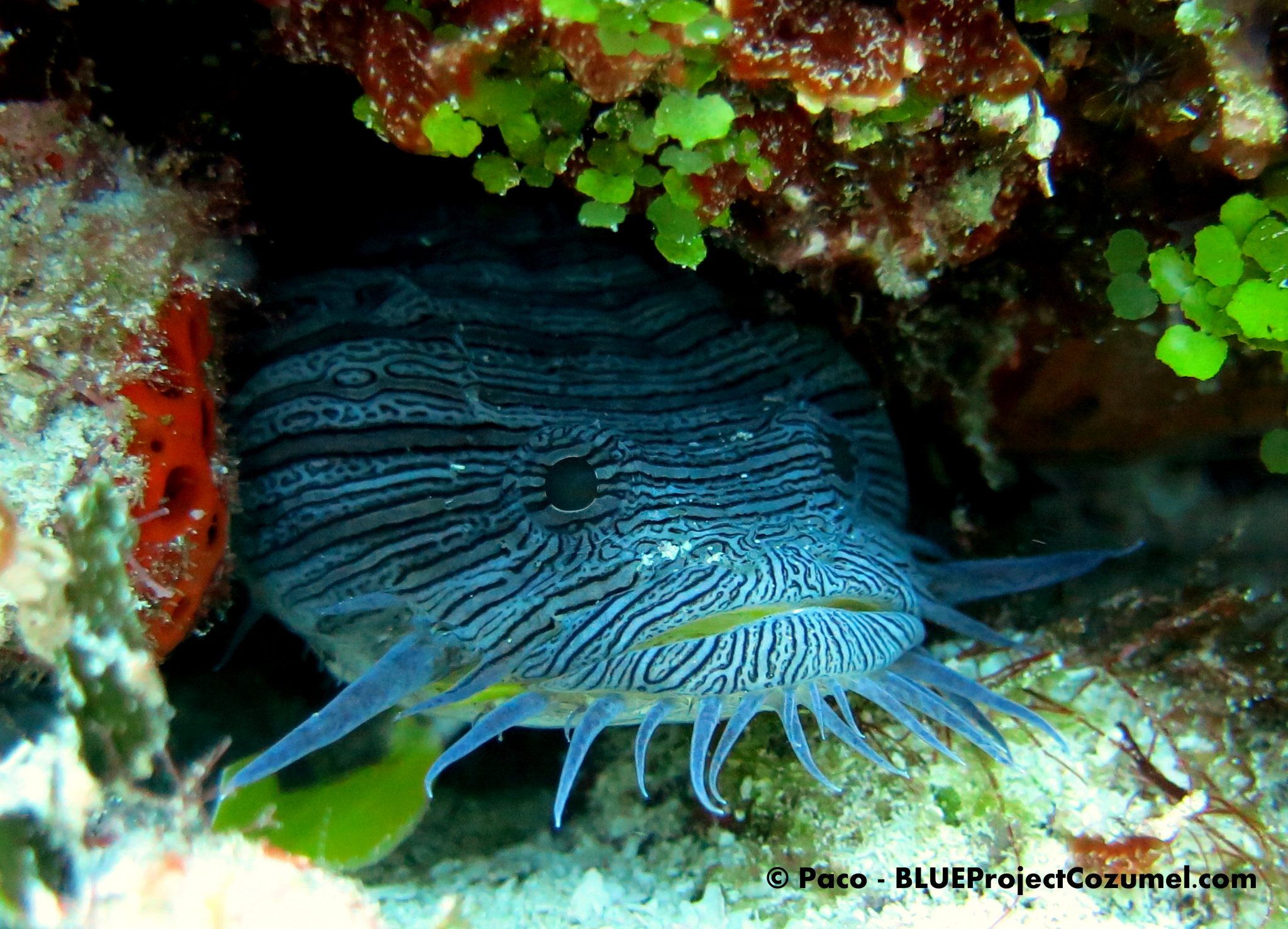Splendid Toadfish: Cozumel's Hidden Gem - BlueProject