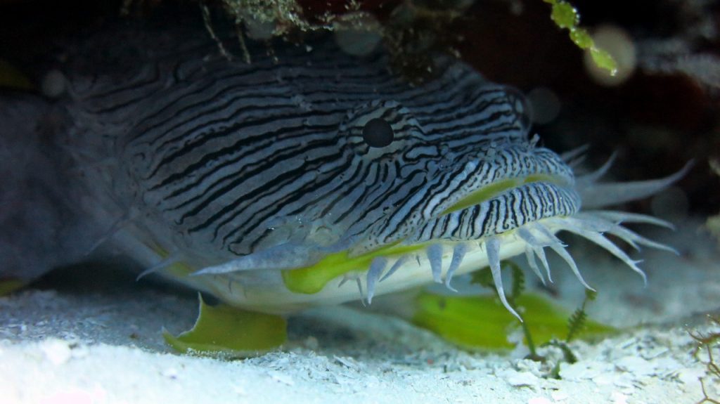 Splendid Toadfish: Cozumel's Hidden Gem - BlueProject